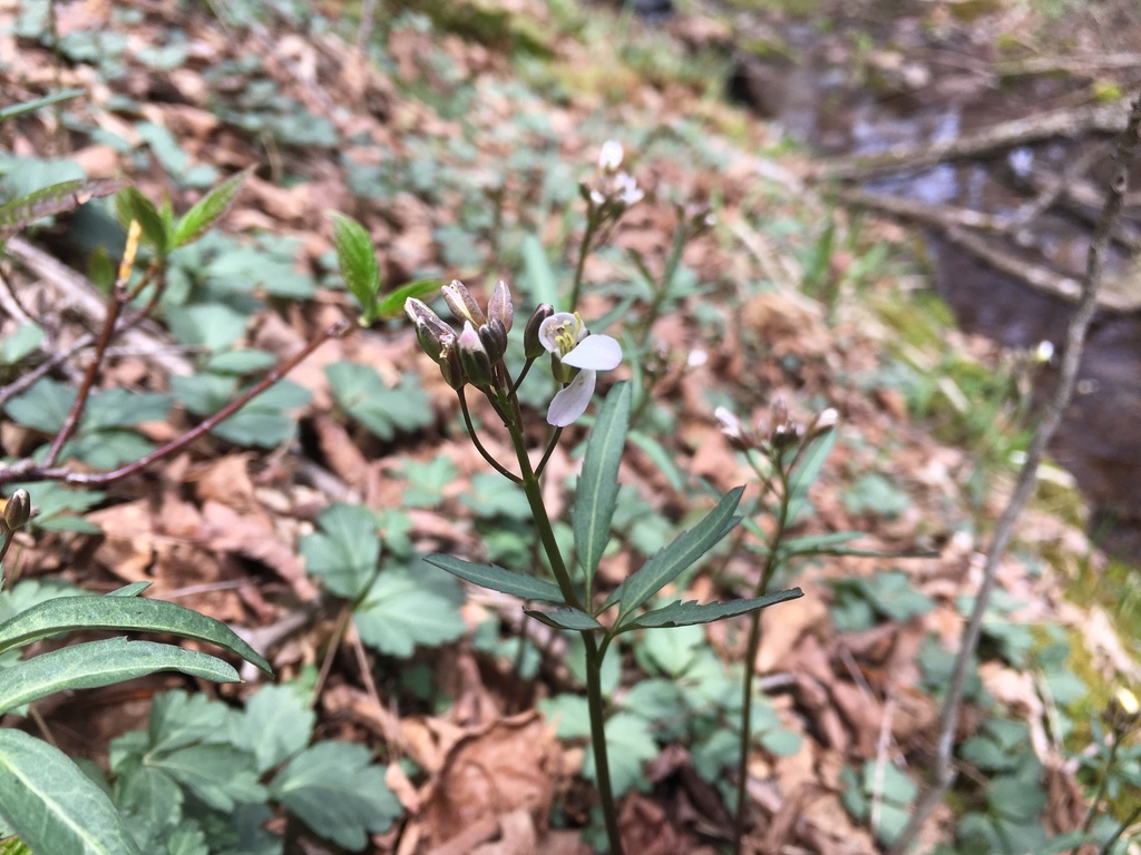 Slender toothwort from Somerset, Pennsylvania, United States on April ...