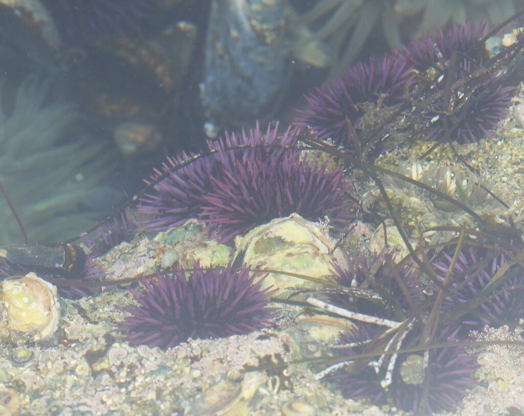 Pacific Purple Sea Urchin from Orange County, CA, USA on June 2, 2024 ...
