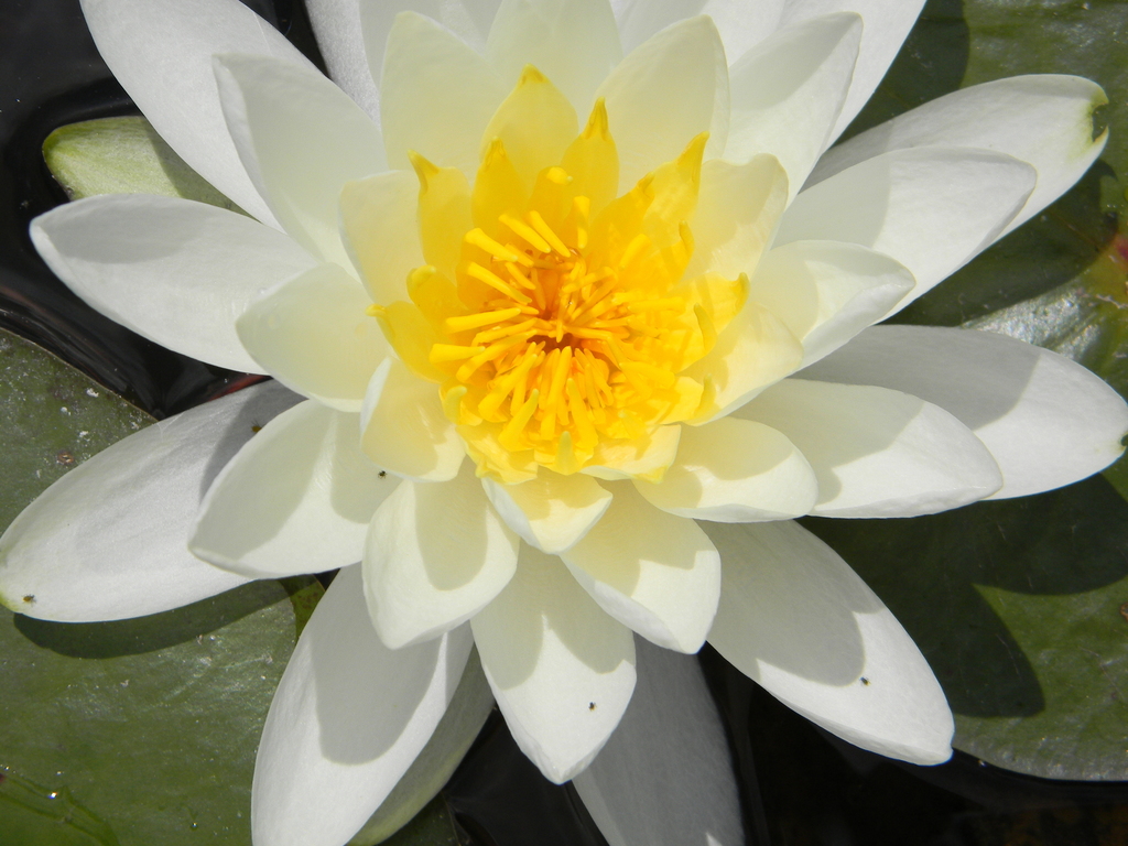 American white waterlily from Milton Township, MI, USA on July 24, 2012 ...