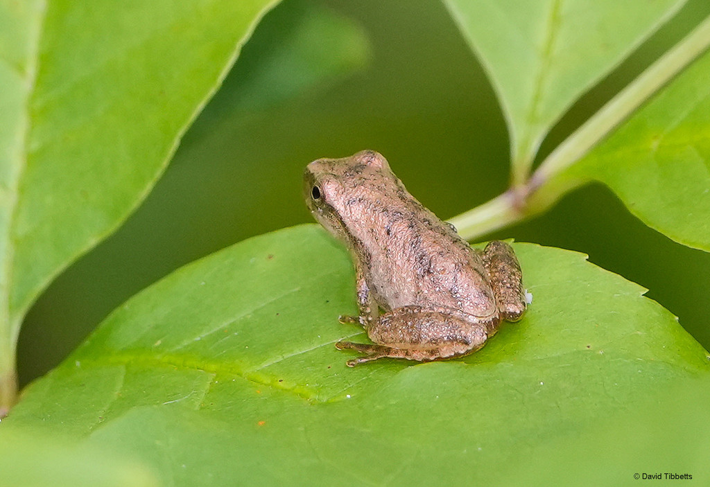 Spring Peeper from Milford, OH, USA on June 6, 2024 at 02:16 PM by ...