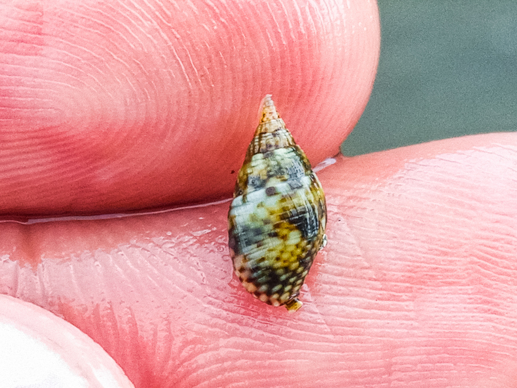 Anachis from Manta, Manabi, Ecuador on April 26, 2024 at 10:59 AM by ...