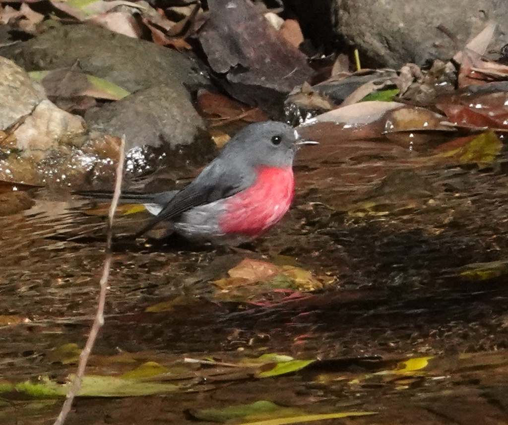 Rose Robin from Mill Rd, Anstead QLD 4070, Australia on June 2, 2024 at ...