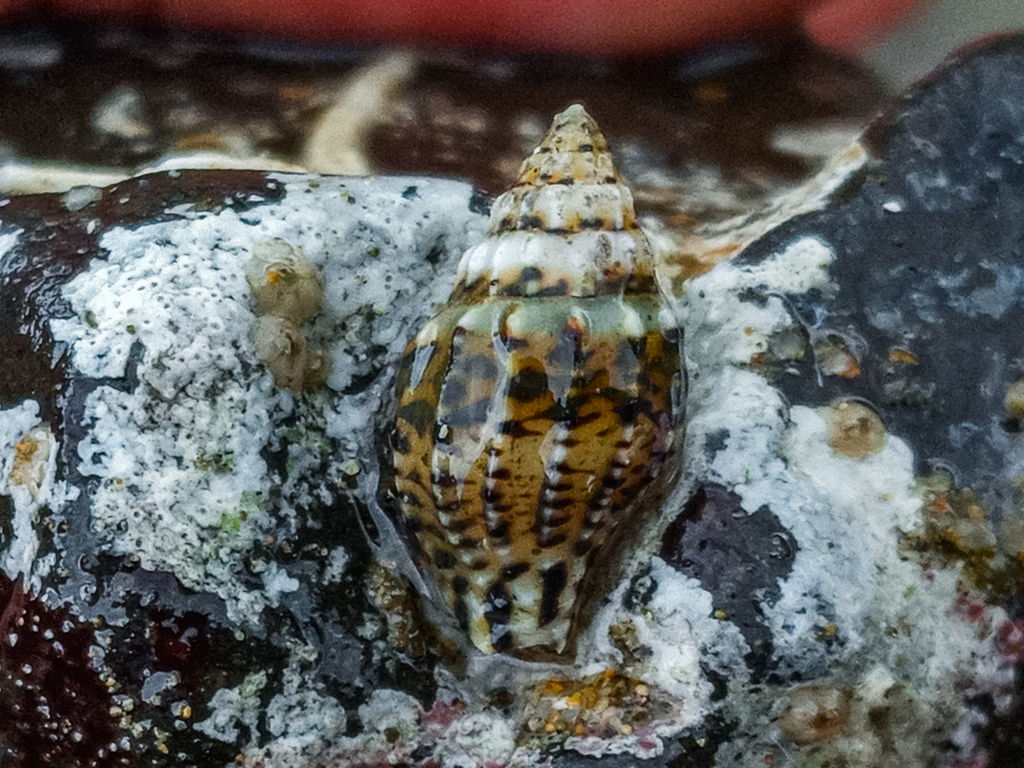 Anachis fluctuata from Manta, Manabi, Ecuador on April 26, 2024 at 11: ...