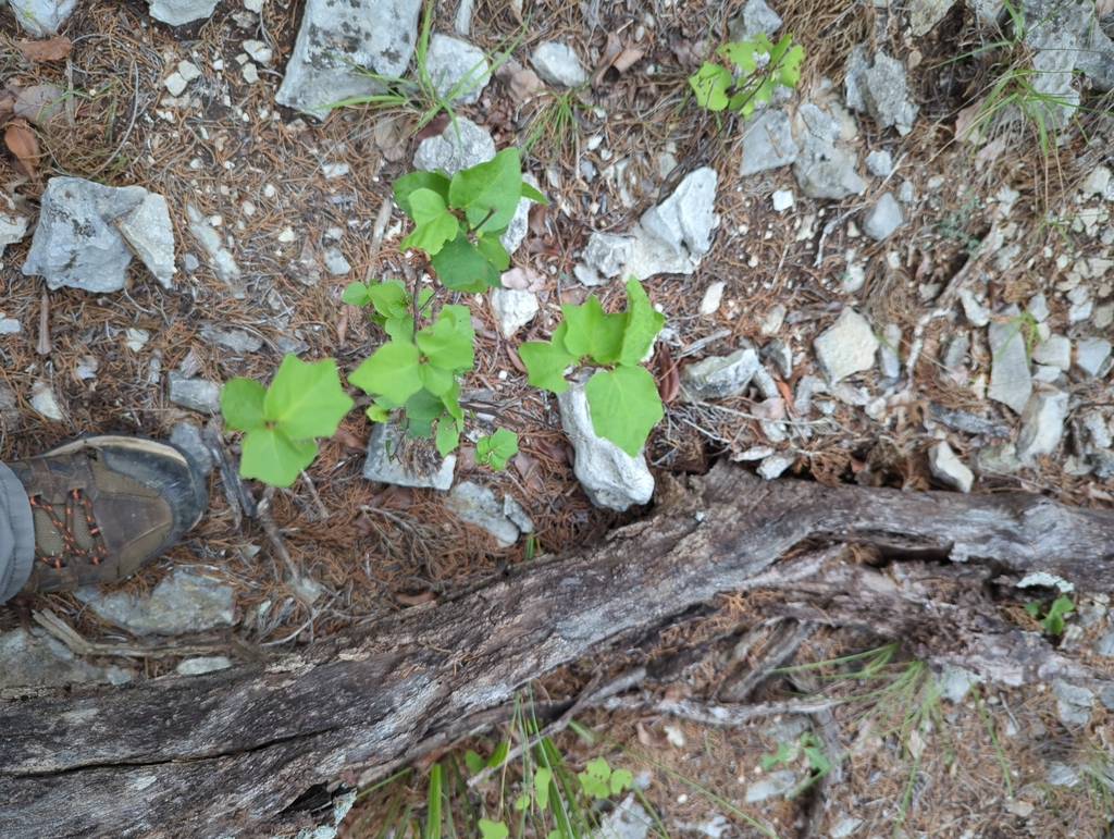 Sycamore-leaf Snowbell from Kendall County, US-TX, US on June 4, 2024 ...
