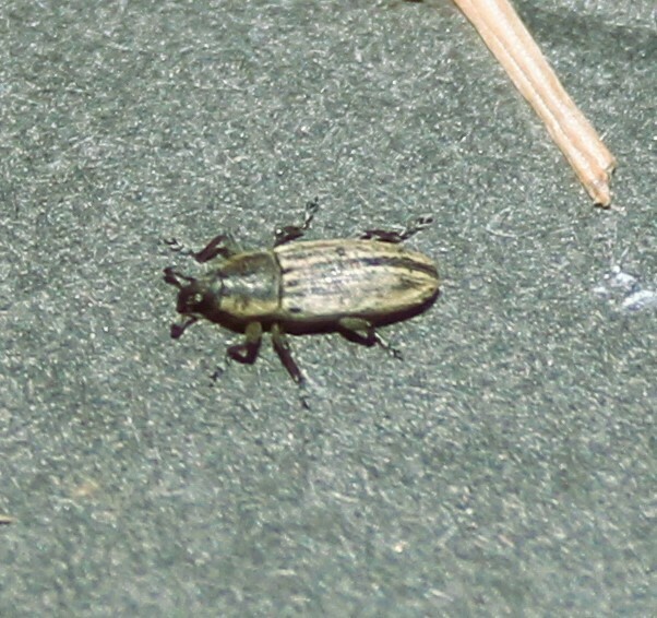 Hunting Billbug from Laurel Run, PA, USA on June 4, 2024 at 08:13 AM by ...