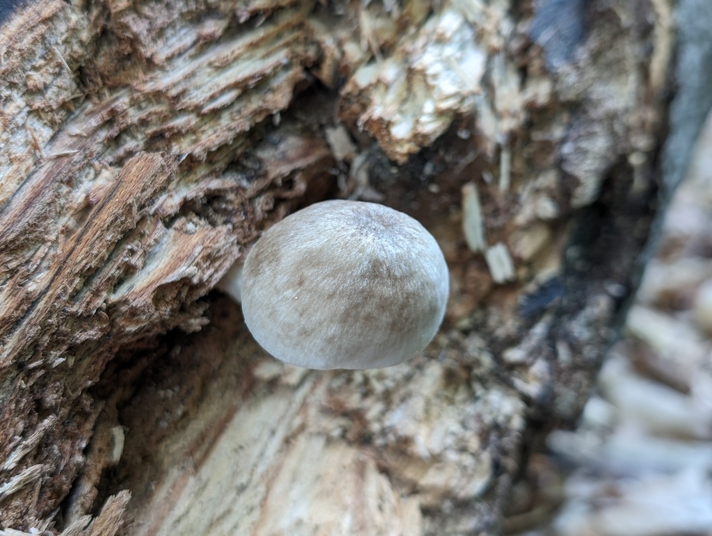 scaly shield from Highland Recreation Area on June 5, 2024 at 11:56 AM ...