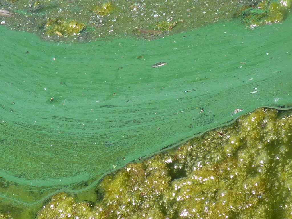 cyanobacteria from San Mateo County, CA, USA on June 6, 2024 at 11:26 ...