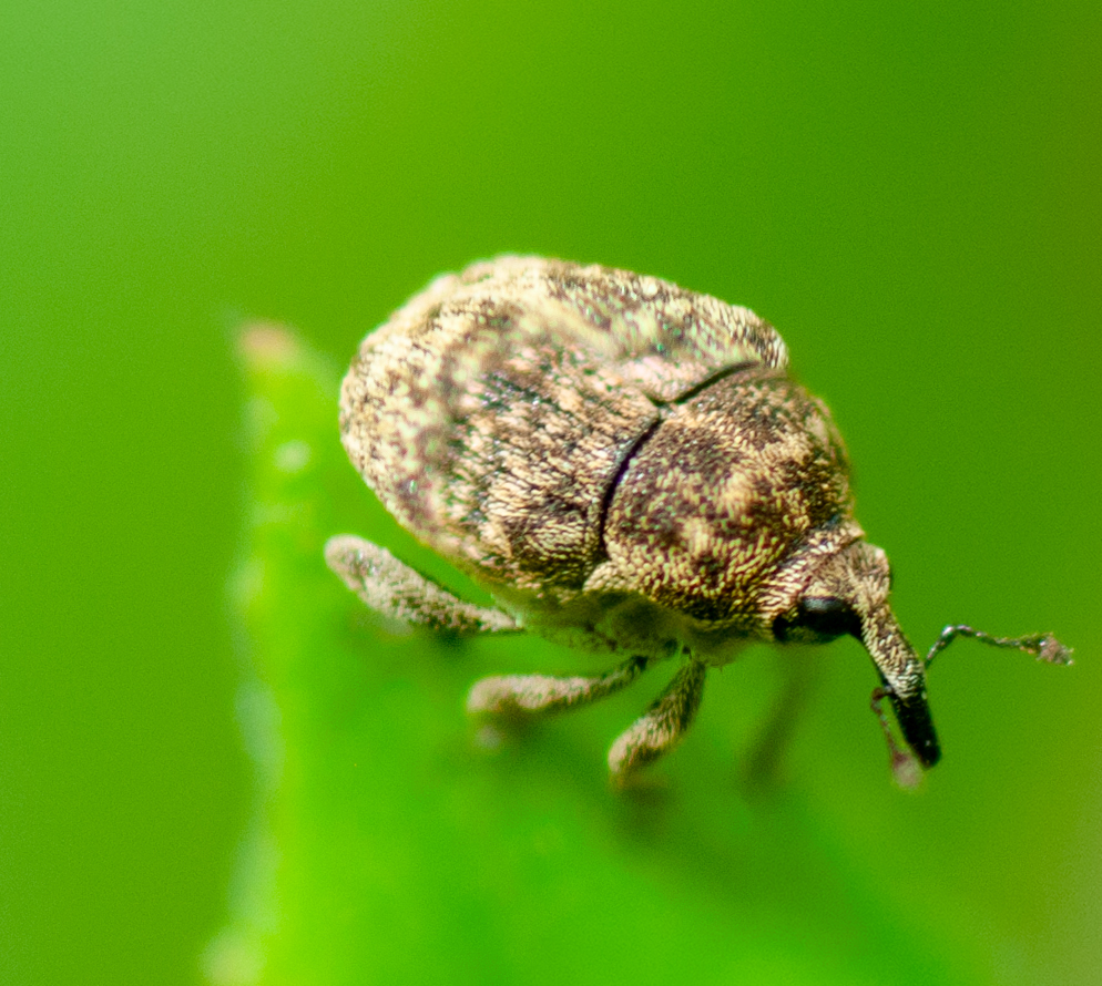 Acanthoscelidius acephalus in June 2024 by Phil Arevalo · iNaturalist