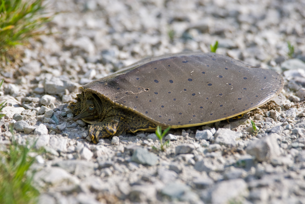 Eastern Spiny Softshell from Dupage County, IL, USA on May 29, 2013 by ...