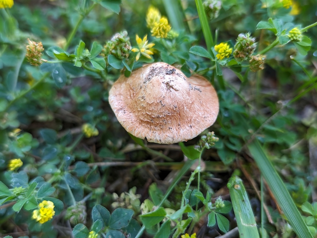 Rose-gilled Fibercap from Macomb County, Michigan on June 6, 2024 at 09 ...