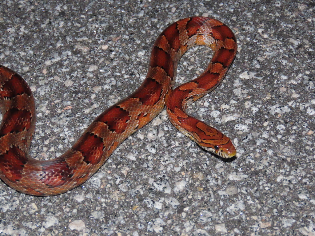 Corn Snake from Dare County, NC, USA on June 3, 2024 at 08:32 PM by ...