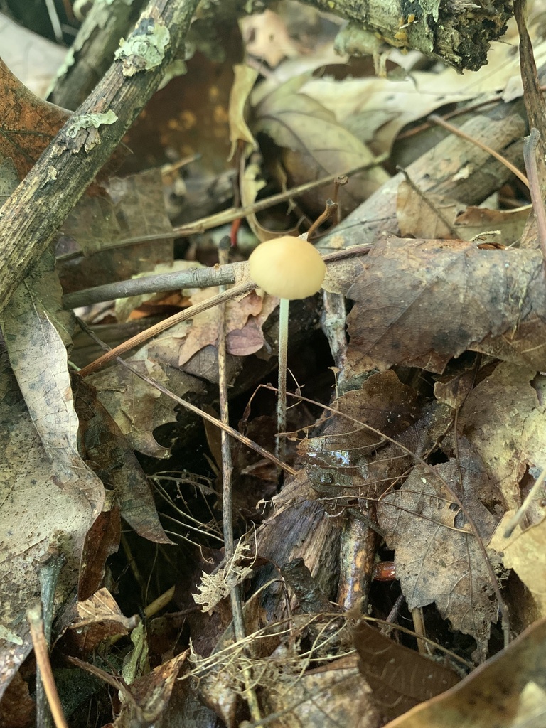 Hairy Long Stem Marasmius from Hoosier National Forest, Marengo, IN, US ...