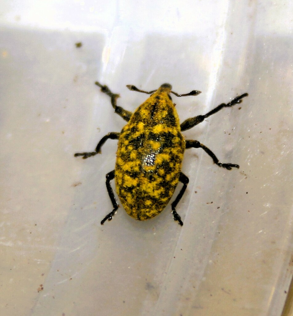Turbine Cylindrical Weevil from Laurel Run, PA, USA on June 3, 2024 at ...