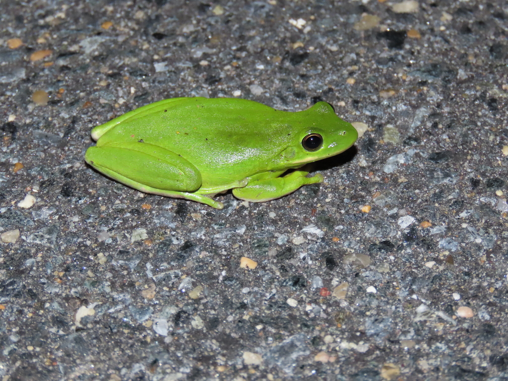 Green Treefrog from Dare County, NC, USA on June 3, 2024 at 08:58 PM by ...