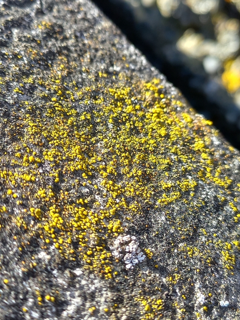gold dust lichen from Mount Somers 7771, New Zealand on June 7, 2024 at 12:40 PM by Colin Meurk ...