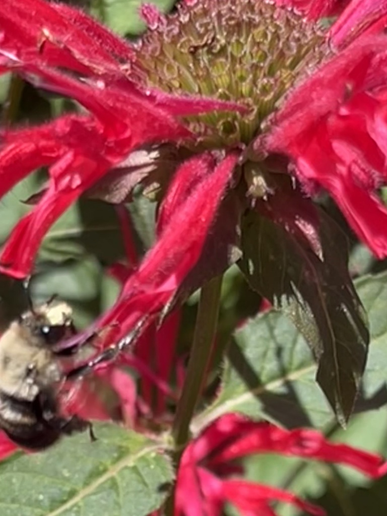 Abrupt Digger Bee from Faust Park Thornhill Home and Historical Village ...