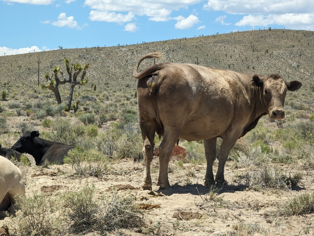 Domestic Cattle from Esmeralda County, NV, USA on June 6, 2024 at 12:58 PM by Peri Lee Pipkin ...