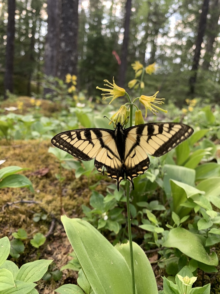 Canadian Tiger Swallowtail from Chibougamau, QC, CA on June 6, 2024 at ...