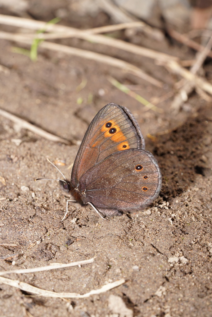 Common Alpine in June 2024 by Michael Stein · iNaturalist