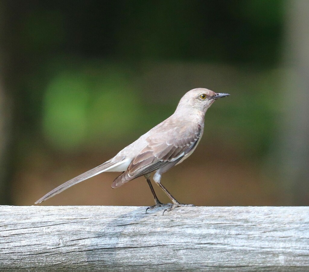 Northern Mockingbird from Troy, AL, USA on June 6, 2024 at 04:19 PM by ...