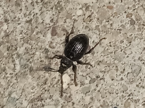 Strawberry Root Weevil from Jasper Township, MI, USA on May 24, 2024 at ...