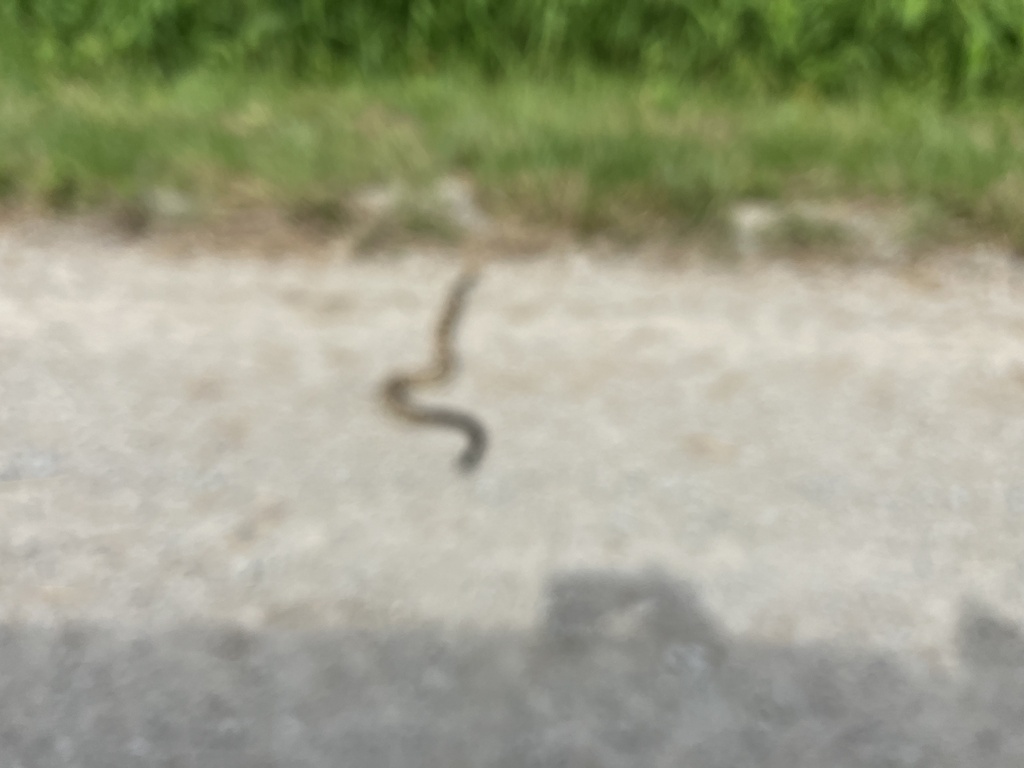 Timber Rattlesnake in June 2024 by Eric Cormier. For the record ...