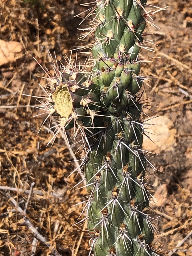 Snake Cholla from Tijuana, MX-BN, MX on May 17, 2019 at 11:19 AM by ...