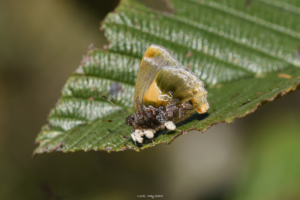 Rhamma familiaris from 秘鲁乌鲁班巴 on May 18, 2024 at 09:49 PM by raylei ...