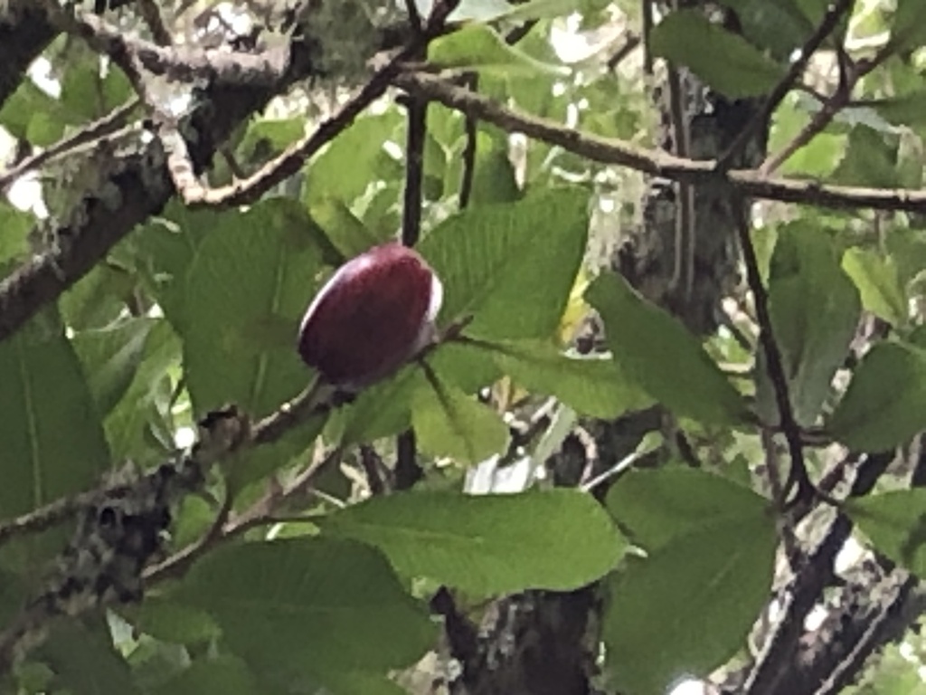 Tawapou from Cornwall Park, Auckland, Auckland, NZ on June 7, 2024 at ...