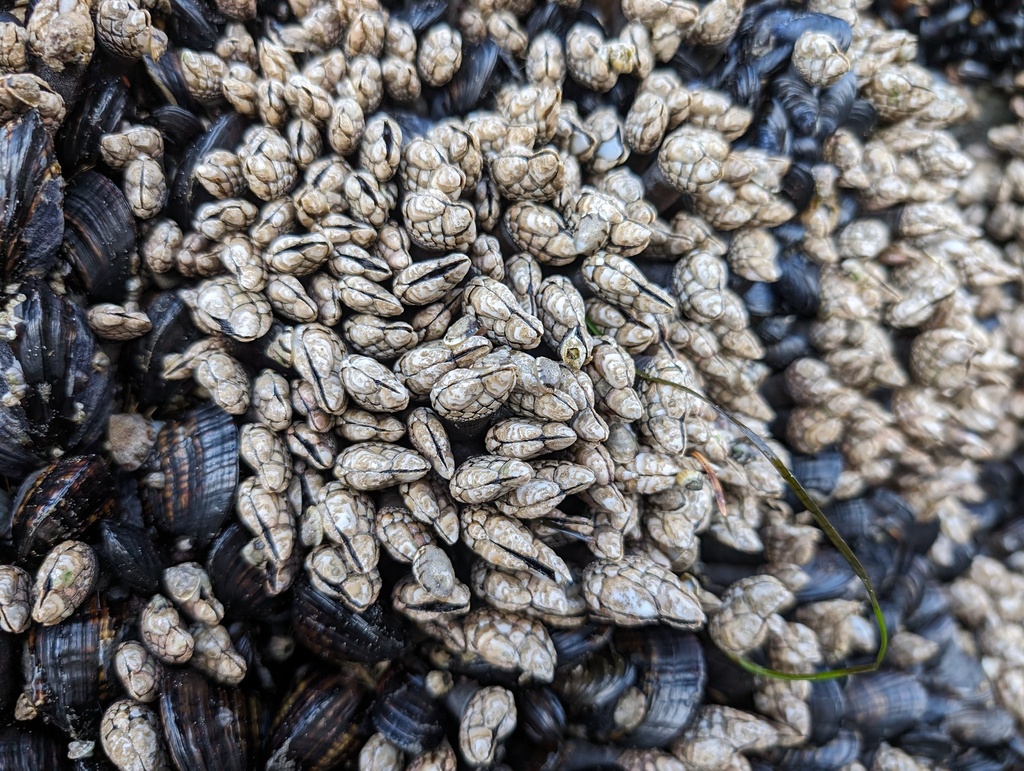 Gooseneck Barnacle from Ruby Beach, Washington 98331, USA on June 5 ...