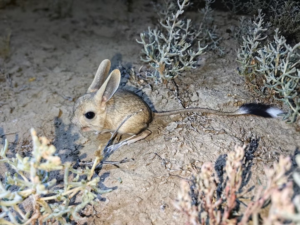 Four and Five-toed Jerboas from Ili Kazakh, CN-XJ, CN on June 6, 2024 ...