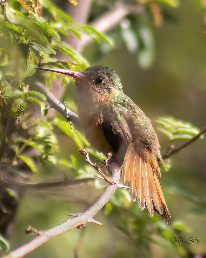 Cinnamon Hummingbird from Desarrollo Urbano Tres Ríos, Culiacán Rosales ...