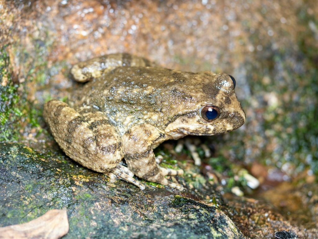 Giant Spiny Frog in May 2024 by rofmsyb · iNaturalist