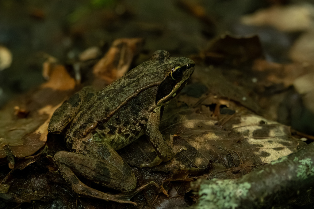 Wood Frog from Beaupré, QC, Canada on June 6, 2024 at 05:58 PM by Joeb ...