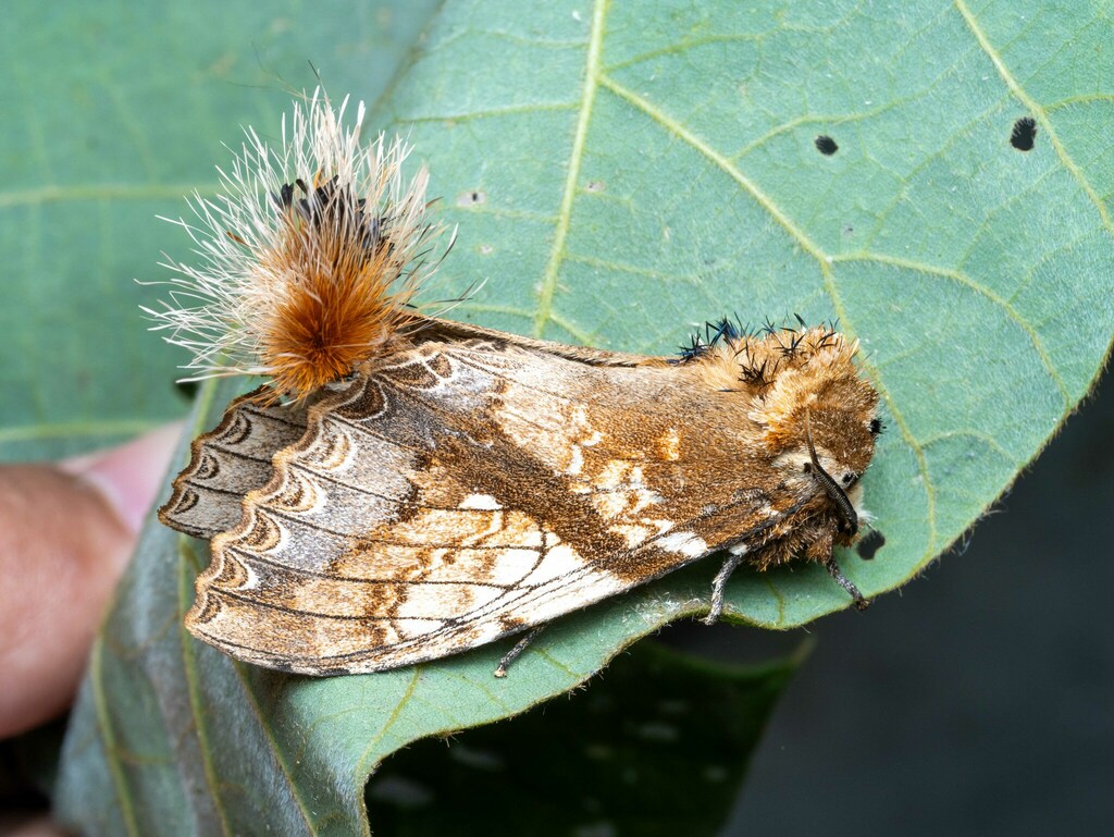 Dudusa nobilis from 中国浙江省杭州市桐庐县 on May 11, 2024 at 10:16 PM by rofmsyb ...