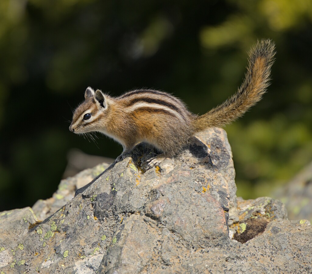 Olympic Chipmunk (Neotamias amoenus caurinus) - Know Your Mammals