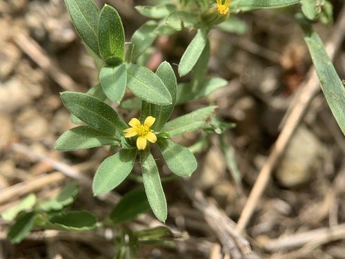 Pectis tenuicaulis · iNaturalist Mexico