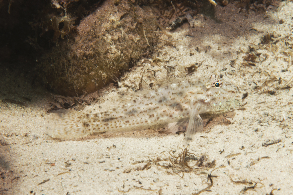 Neophyte Sandgoby from Lord Howe Island on November 13, 2013 by Malcolm ...
