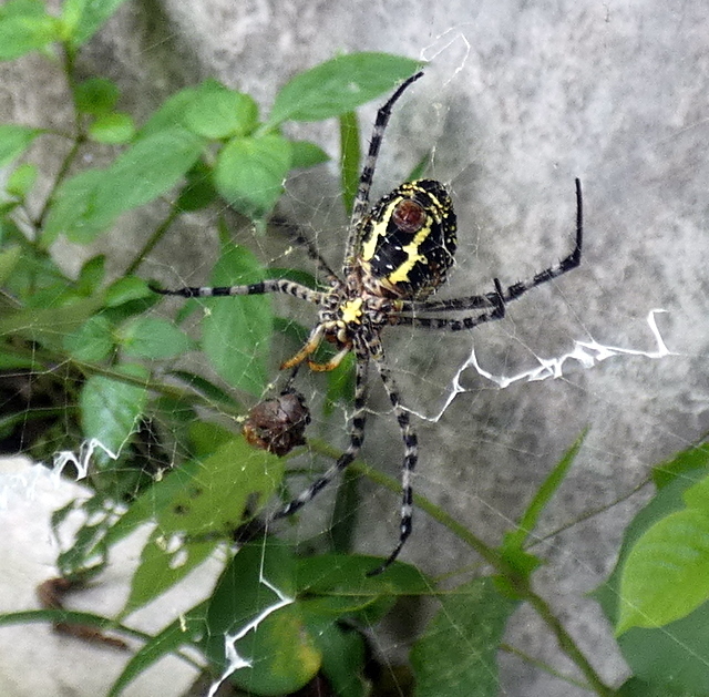Oval Saint Andrew's Cross Spider from Vientiane, Laos on June 7, 2024 ...