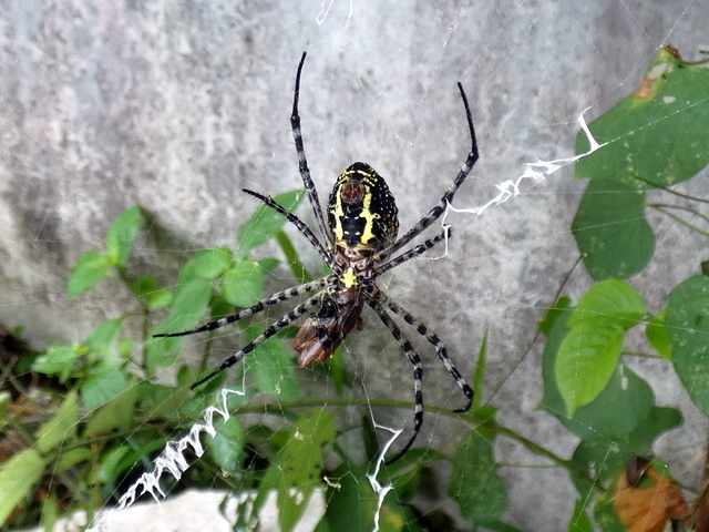 Oval Saint Andrew's Cross Spider from Vientiane, Laos on June 7, 2024 ...