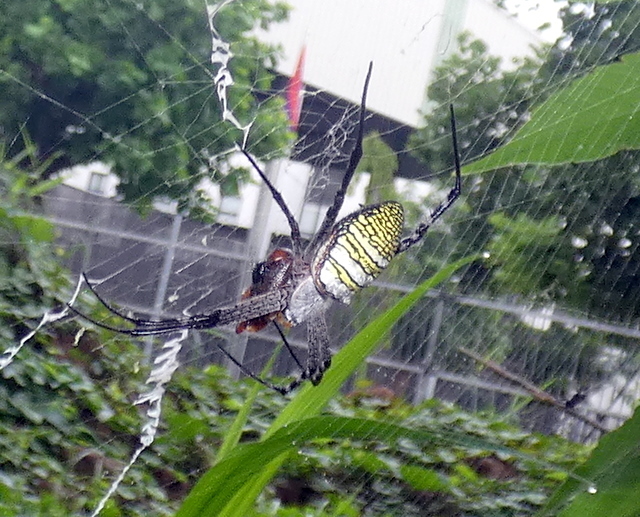 Oval Saint Andrew's Cross Spider from Vientiane, Laos on June 7, 2024 ...