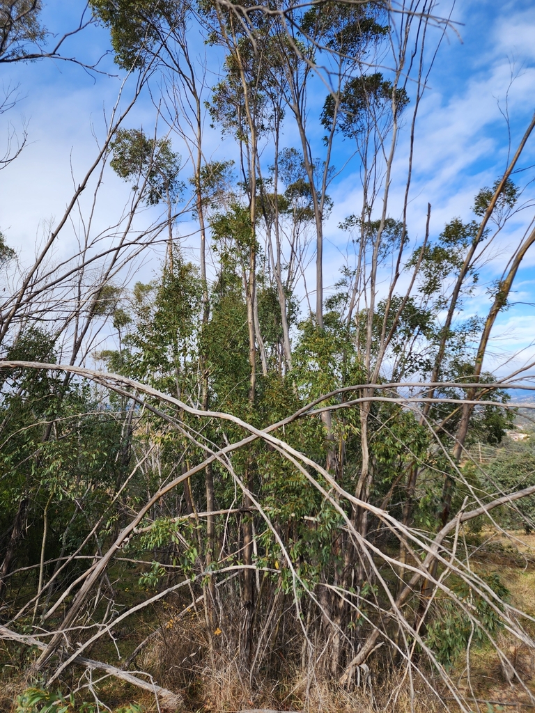 Black sallee from Greenway ACT 2900, Australia on June 7, 2024 at 12:18 ...