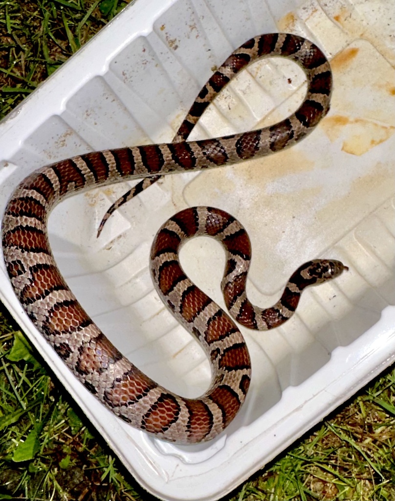 Eastern Milksnake from Wassel Rd, Lakewood, PA, US on June 6, 2024 at ...