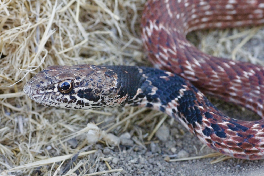 Red Coachwhip from Confluence Dr, Jurupa Valley, CA, US on June 6, 2024 ...