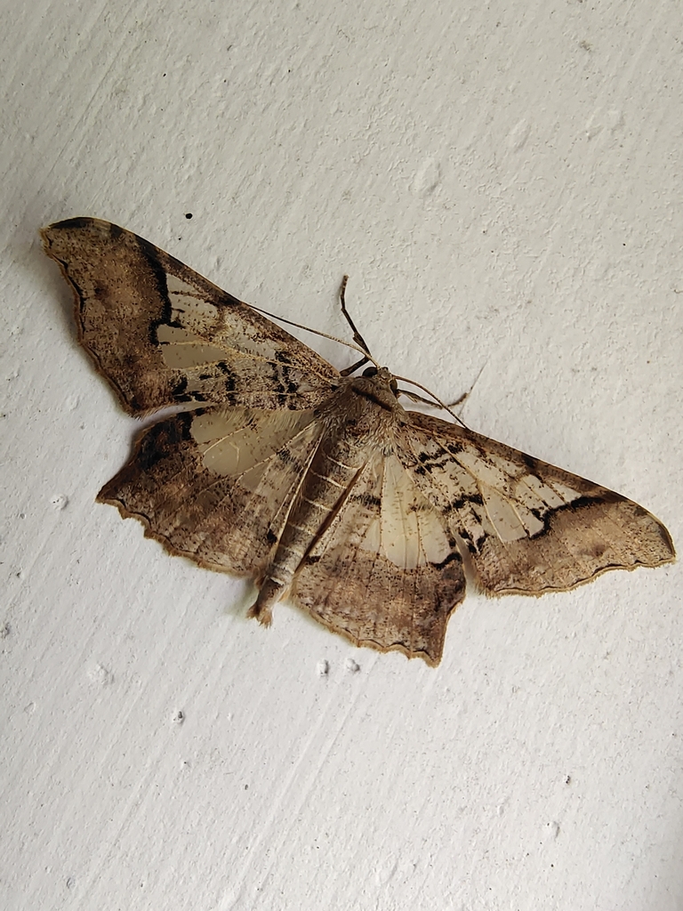 Krananda semihyalina from Yichun, CN-JX, CN on June 7, 2024 at 08:56 AM ...