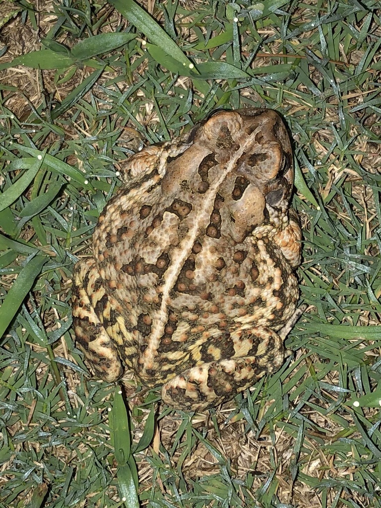 Fowler's Toad from Darcy Dr, Archer Lodge, NC, US on May 30, 2024 at 10 ...