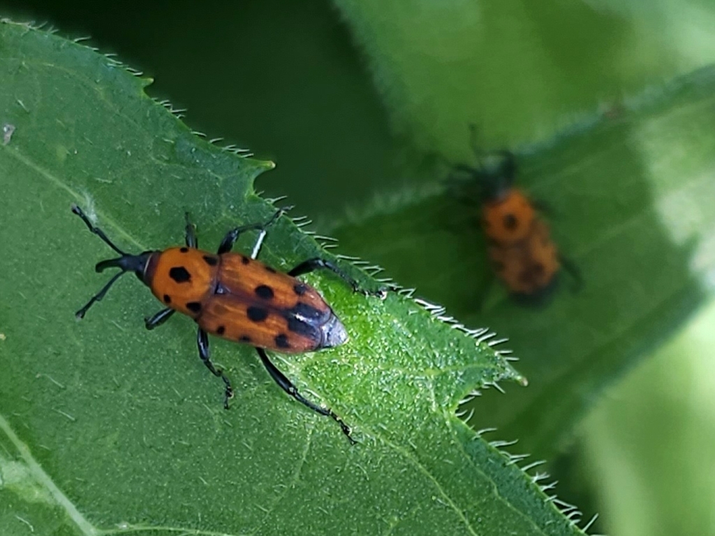 Cocklebur Weevil from Lakeview, OH 43331, USA on June 6, 2024 at 12:28 ...
