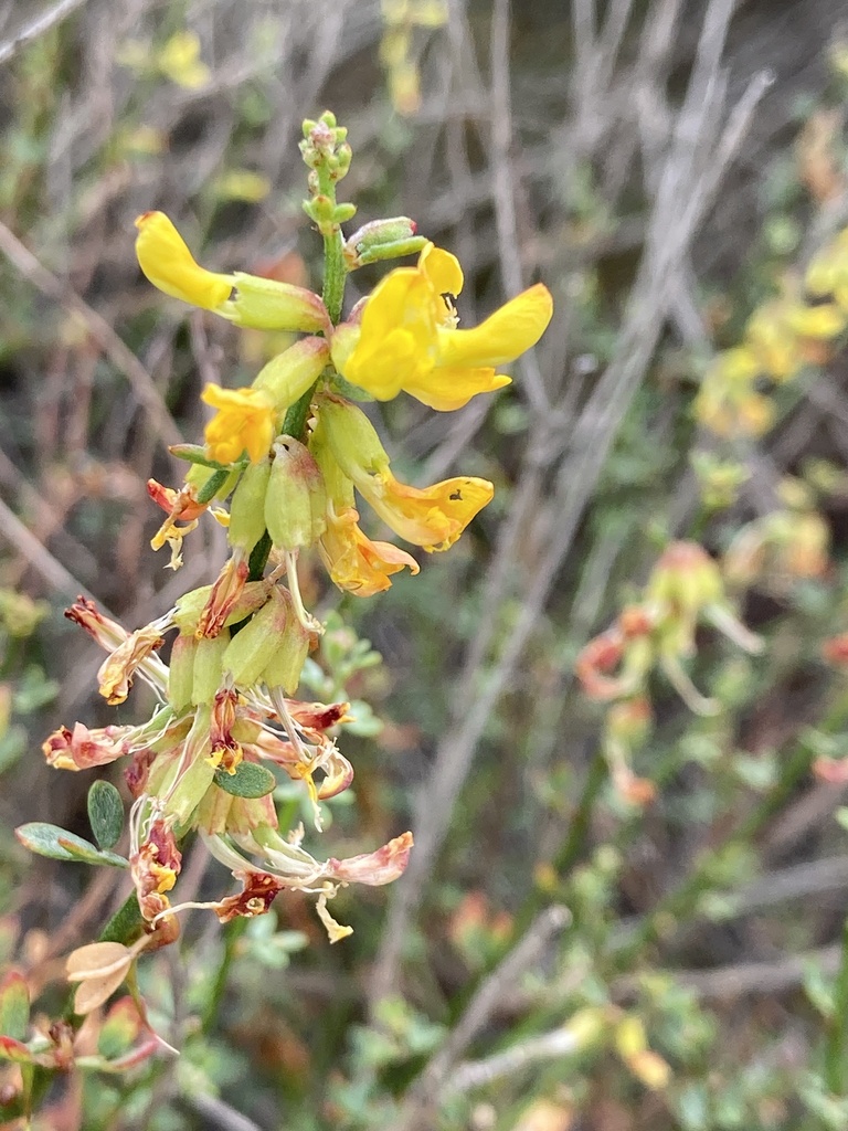 deerweed from Cabrillo National Monument, San Diego, CA, US on June 5 ...