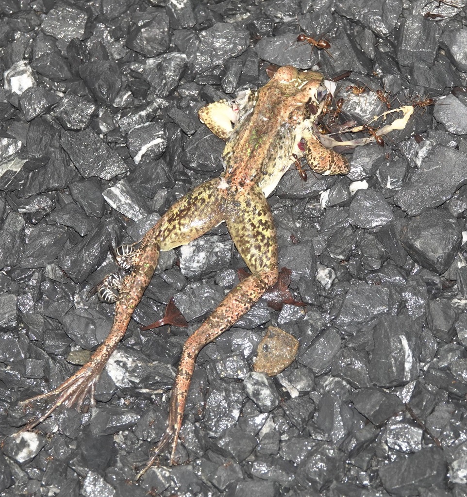 Amami Tip-nosed Frog in June 2024 by kenny_well · iNaturalist