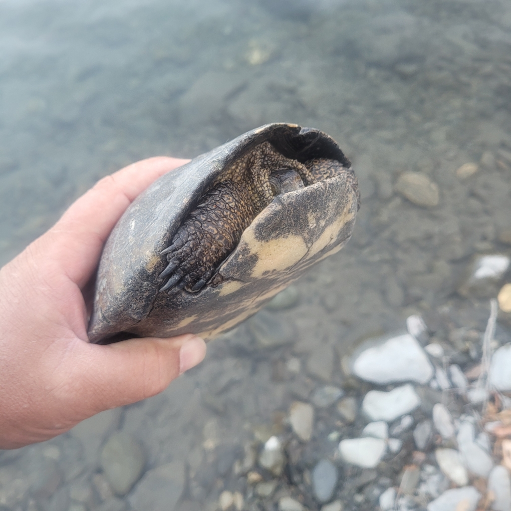 Northwestern Pond Turtle in June 2024 by Jamie Bettaso · iNaturalist
